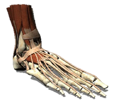 ANATOMIE VAN DE VOET - Medisch pedicure praktijk Dordrecht